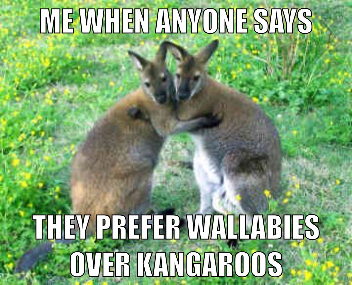Wallaby Meme Daily Creature 119: Agile Wallaby Hal Brindley Wildlife