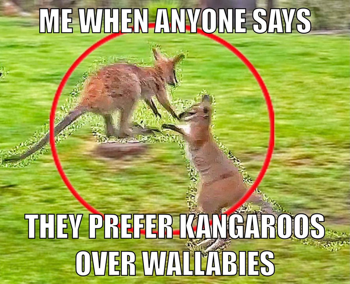 Funny Wallabies Memes