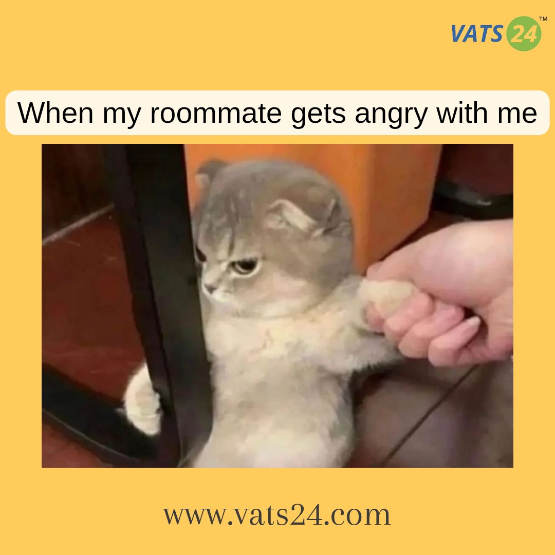 Angry Cat Meme Yes