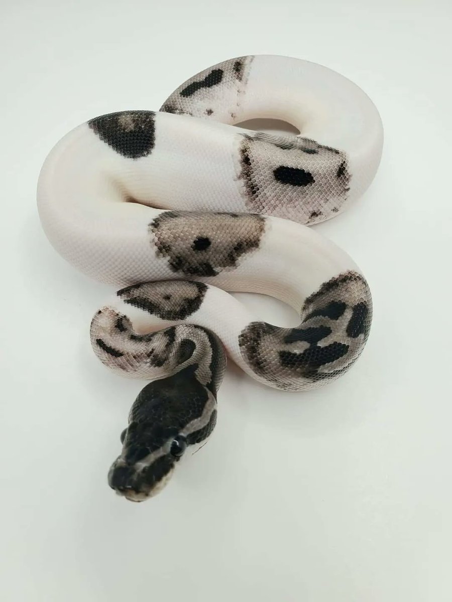 Lightning Pied Ball Python