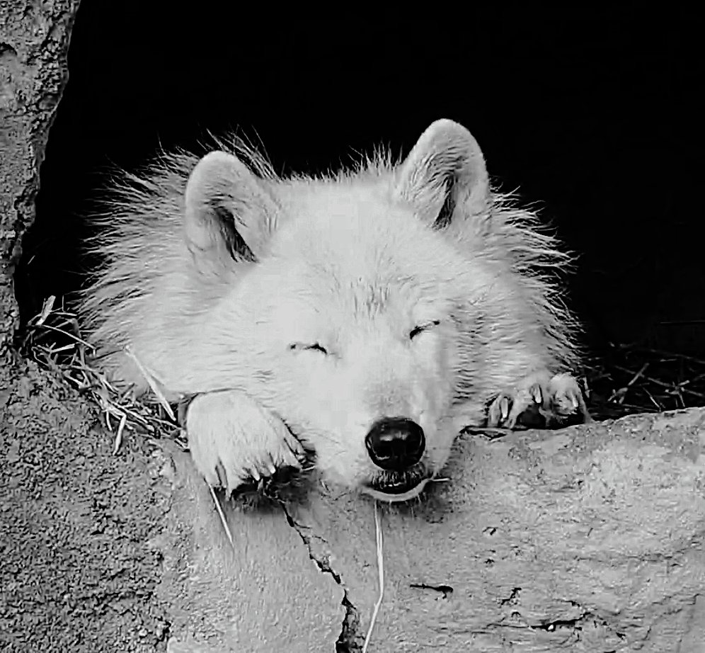 White Wolf Tumblr