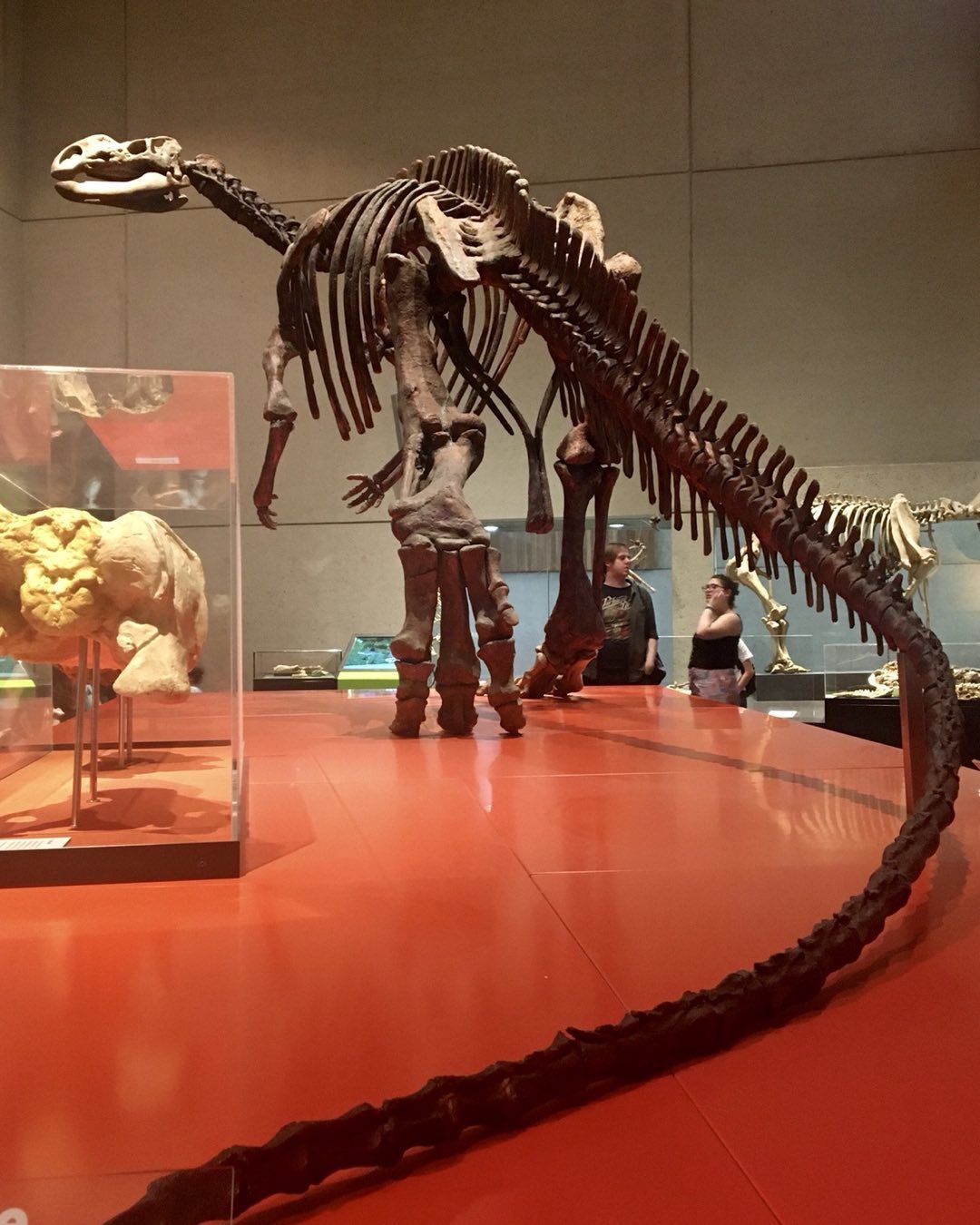 Muttaburrasaurus Skeleton