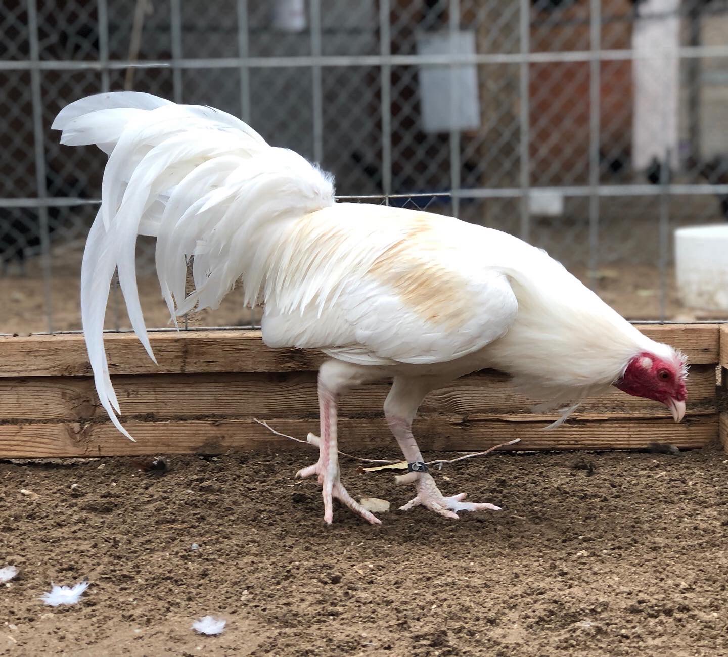 White Butcher Gamefowl