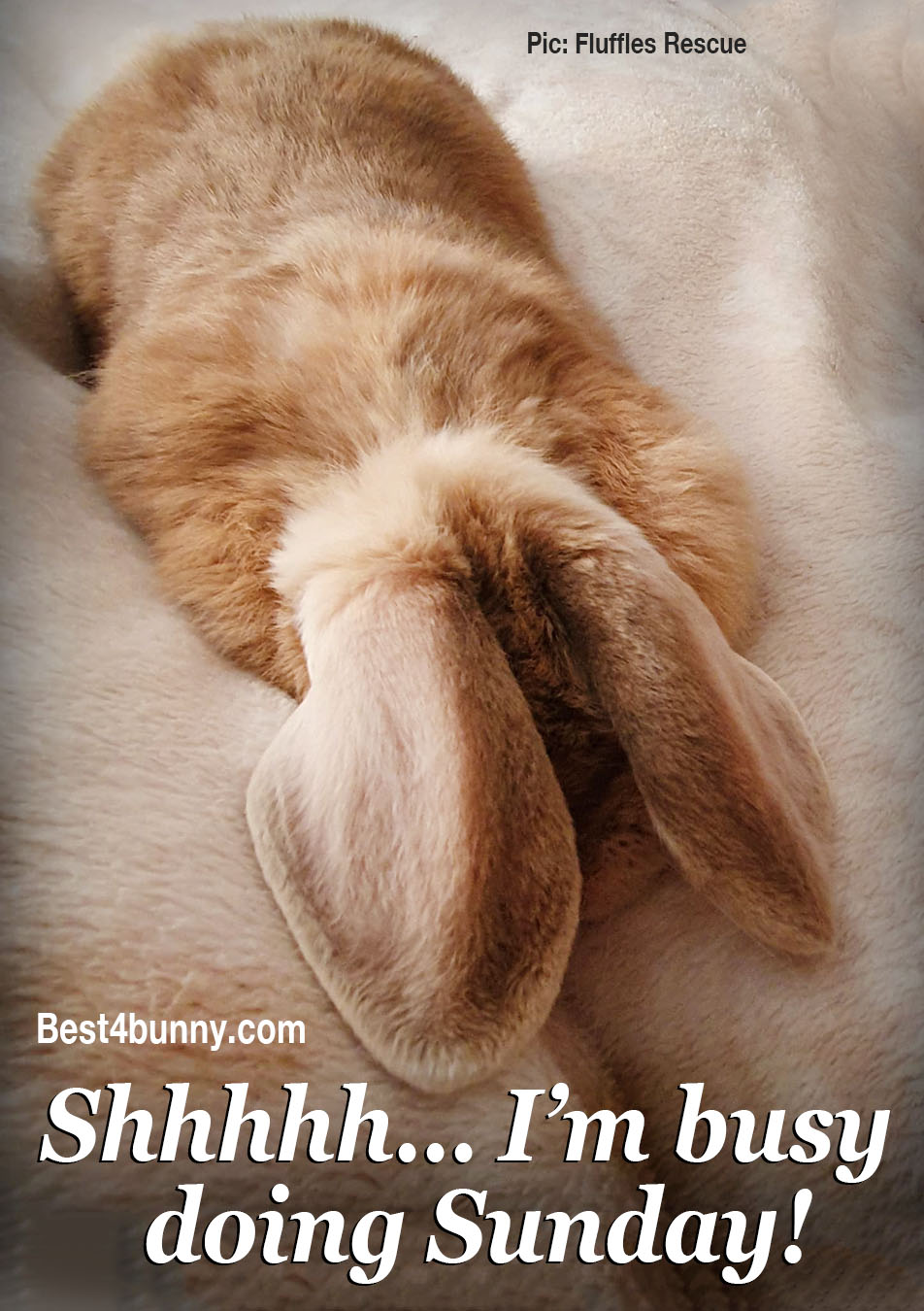 Happy Sunday Animals