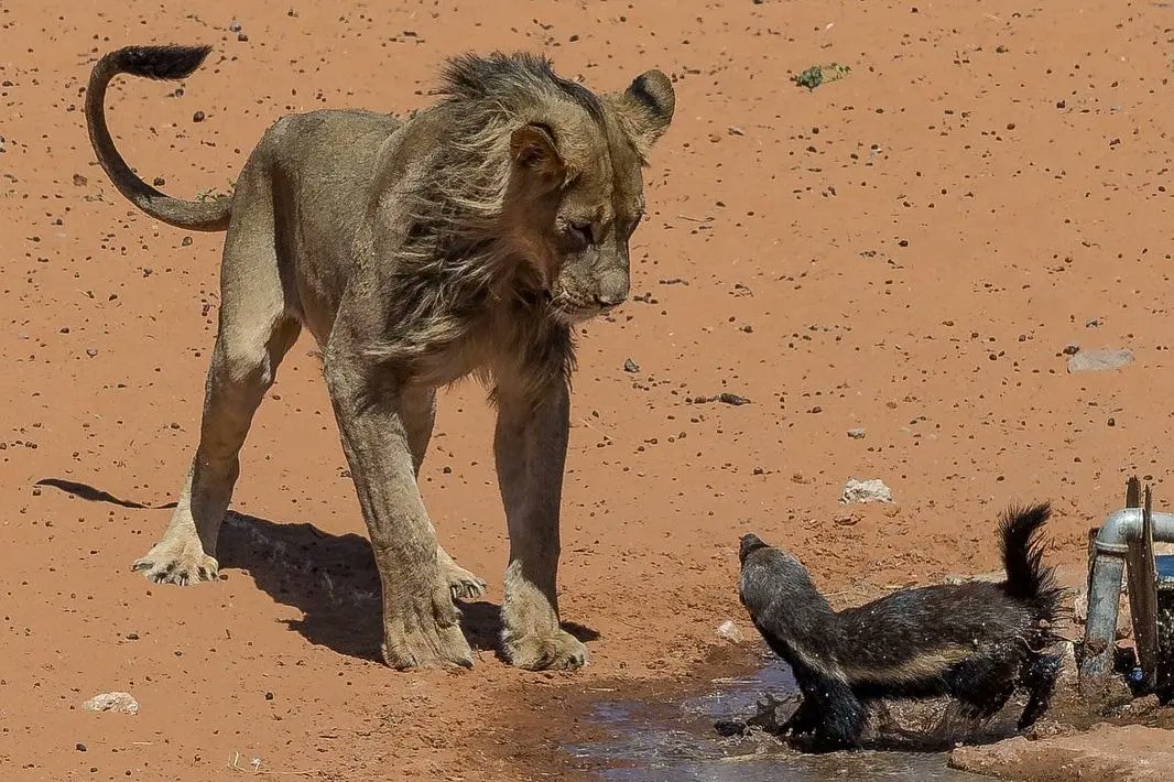 Honey Badger Attack Lion