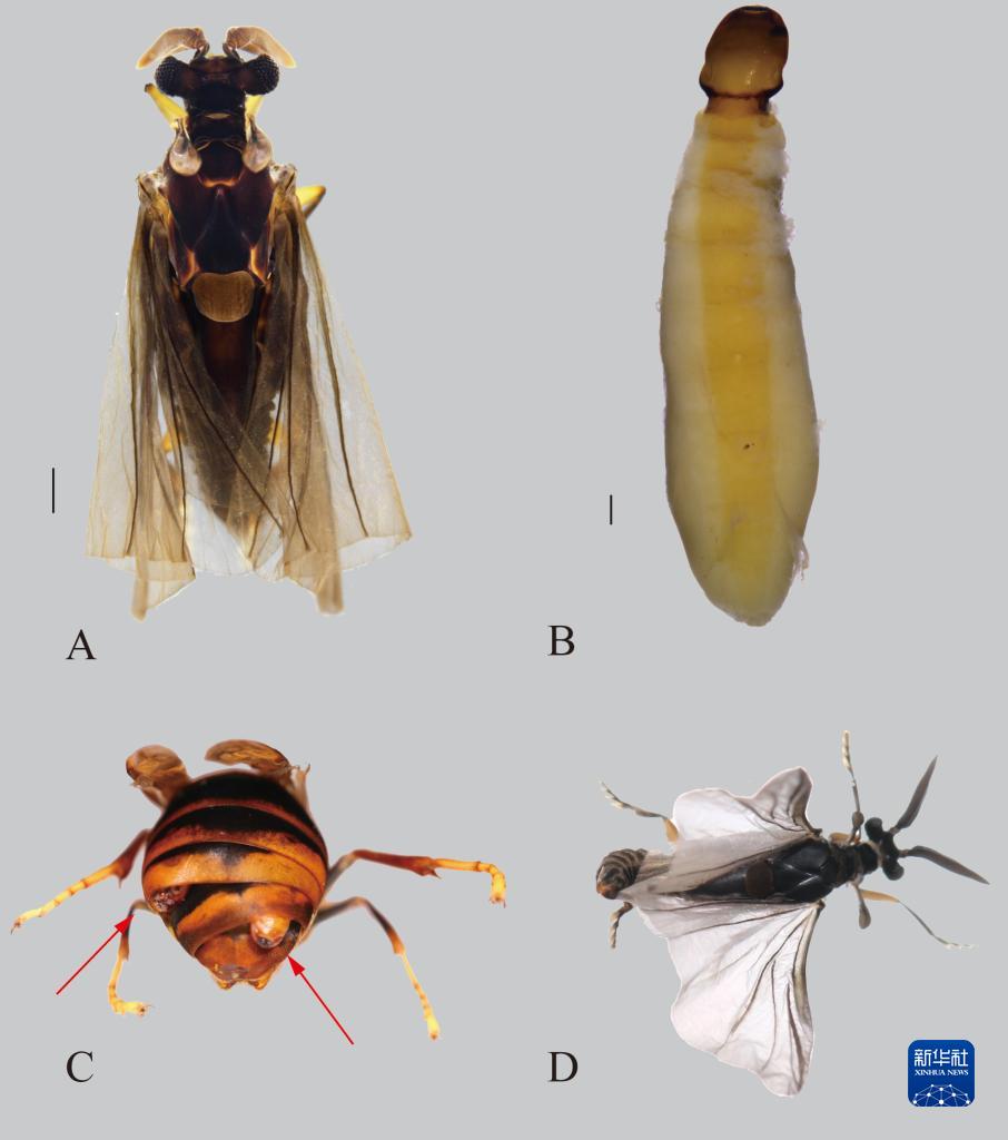 Chinese scientists have detected a new twisted-wing parasite species in ...
