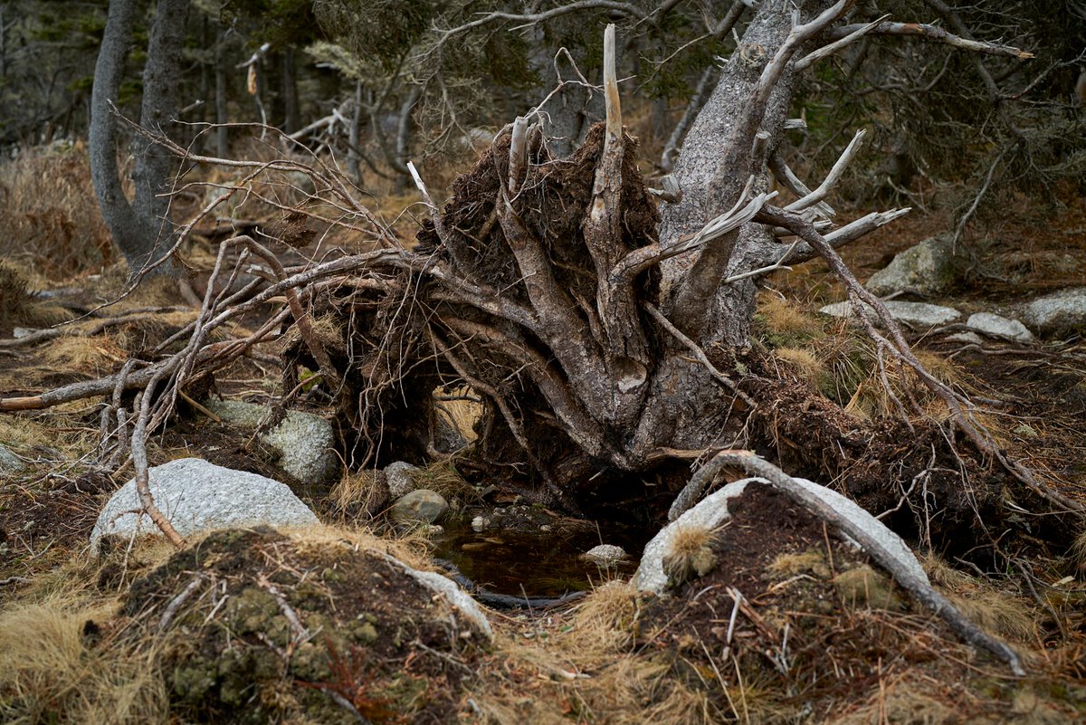 High Head Hiking Trail Map, Guide & 360° Virtual Tour | Halifax, NS
