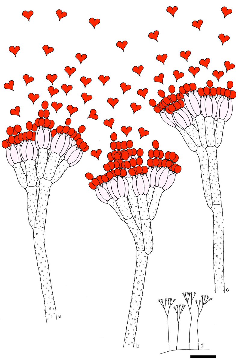 Mycobiomics (@mycobiomics) | Twitter