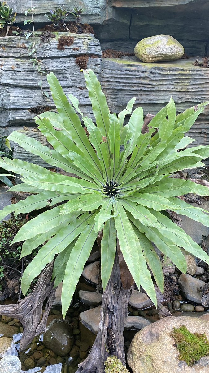 La_luna (@eleanor_guo) | Twitter