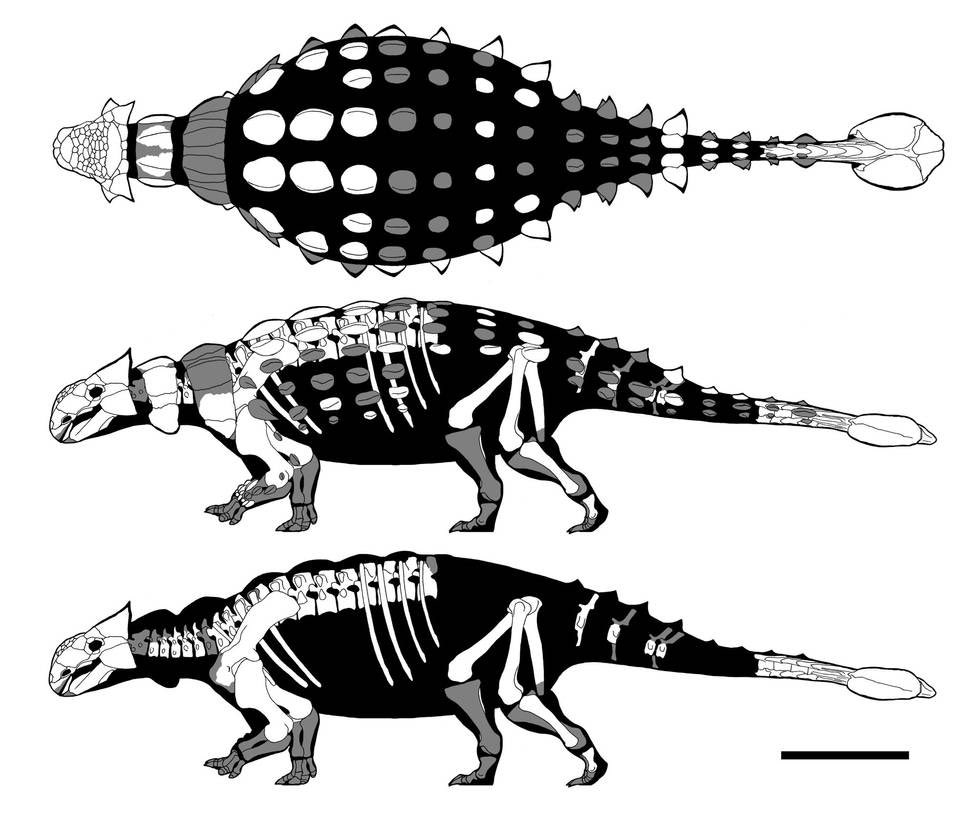 Euoplocephalus Skeleton