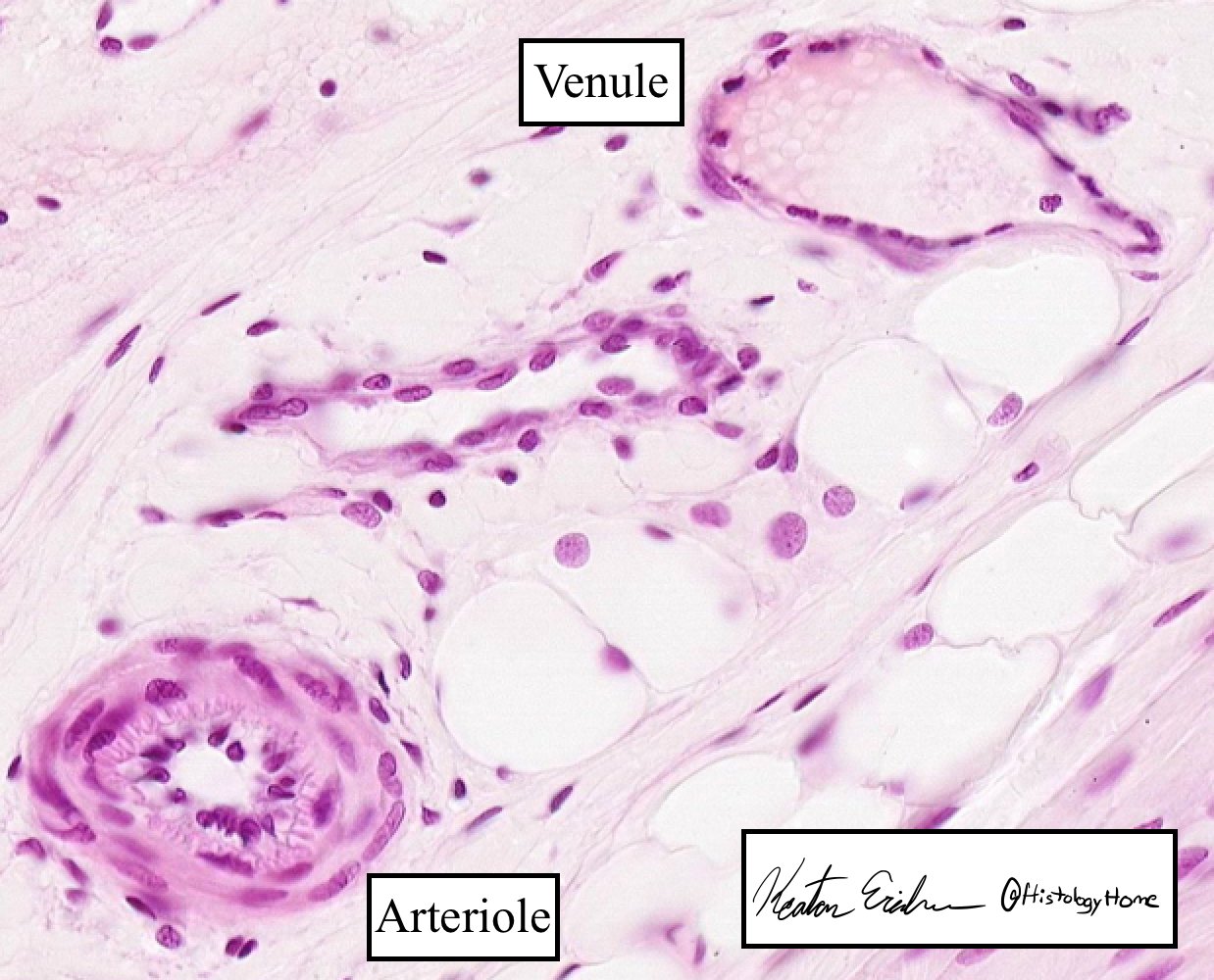Capillary Histology