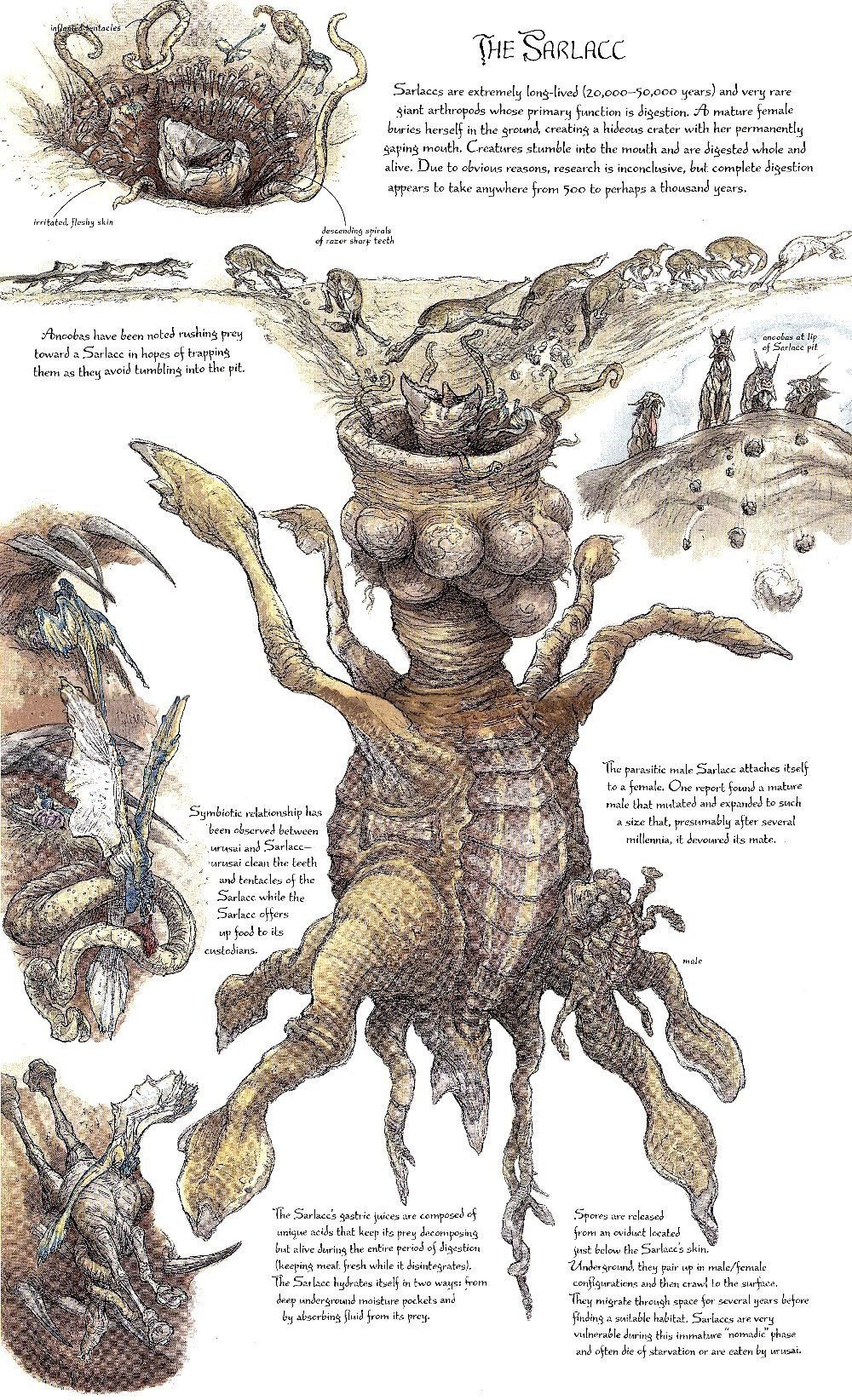 Sarlacc Anatomy
