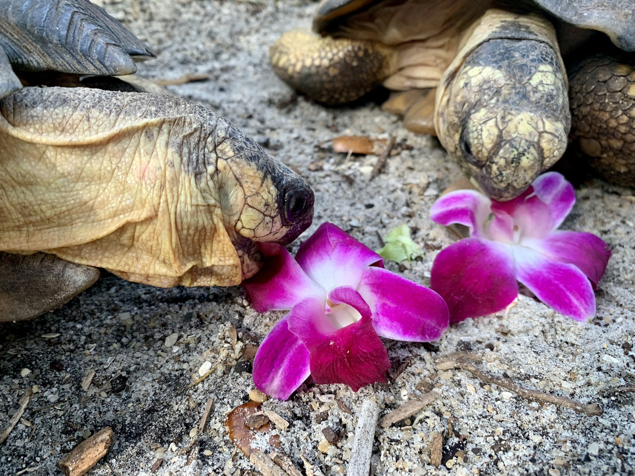 Turtle Eating Flower