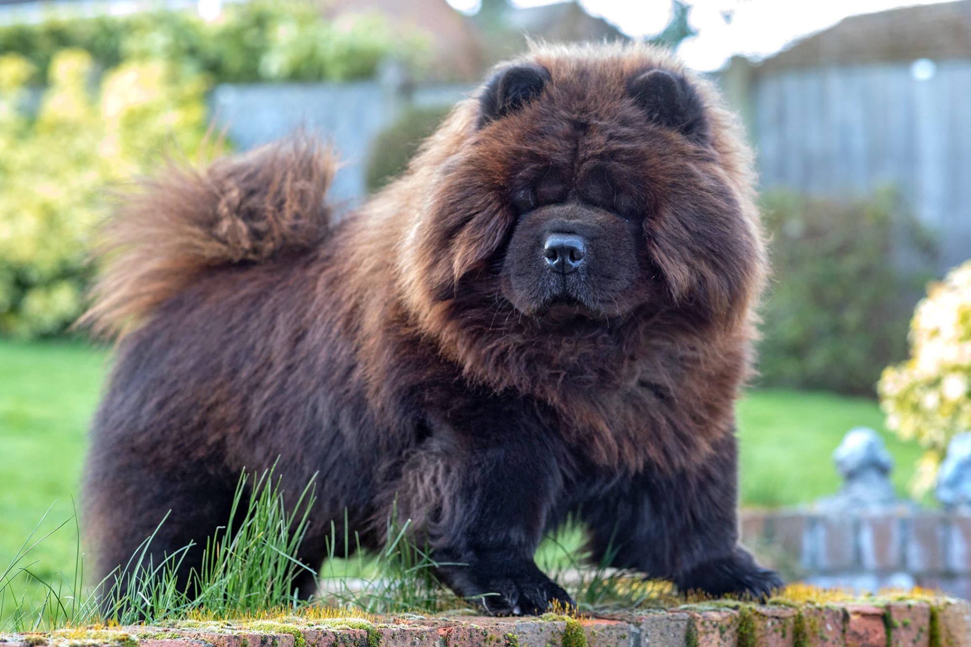 Chow Chow Haircut