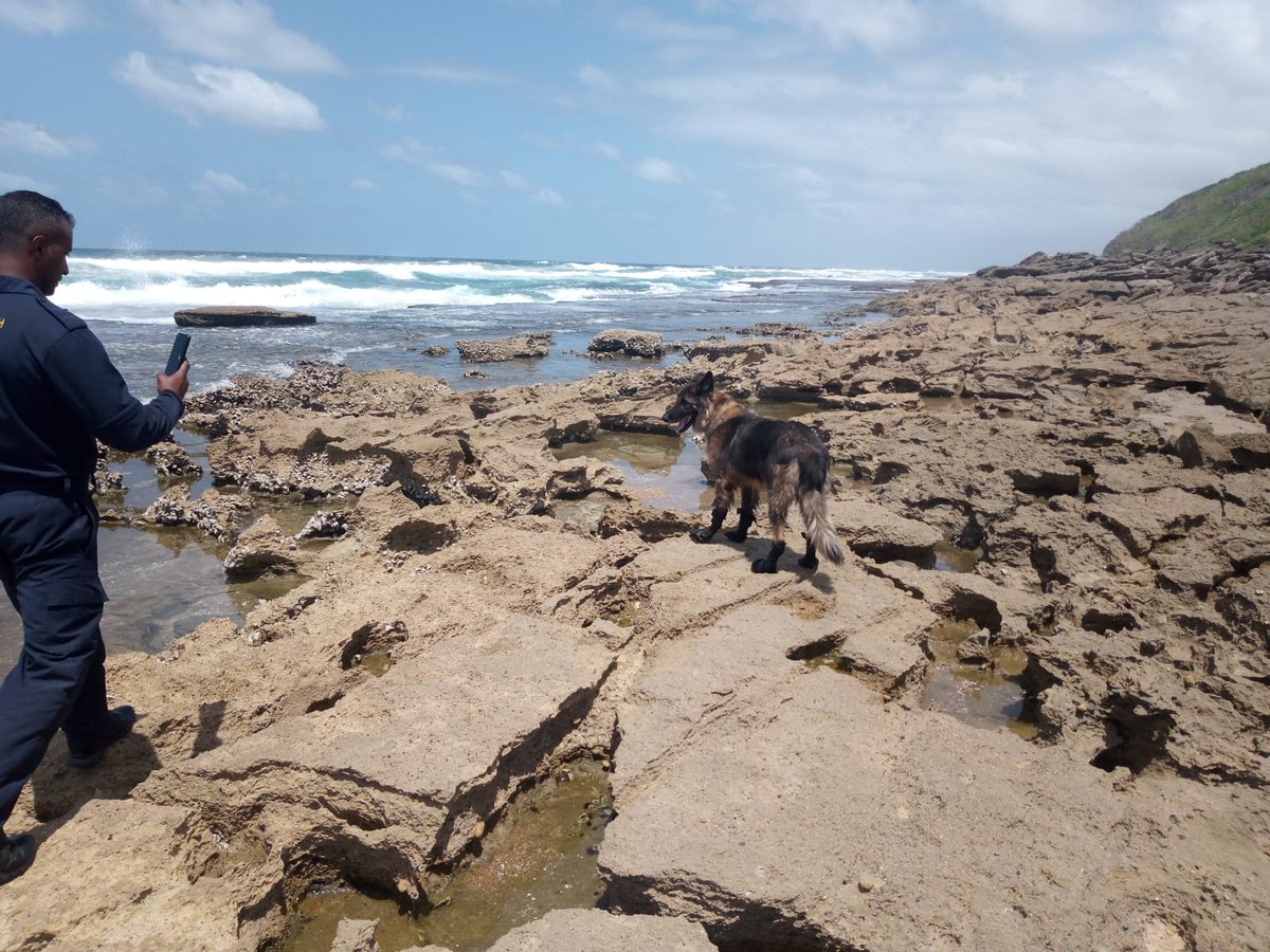 Canine Structured Development (@CSD_Pty_Ltd) | Twitter