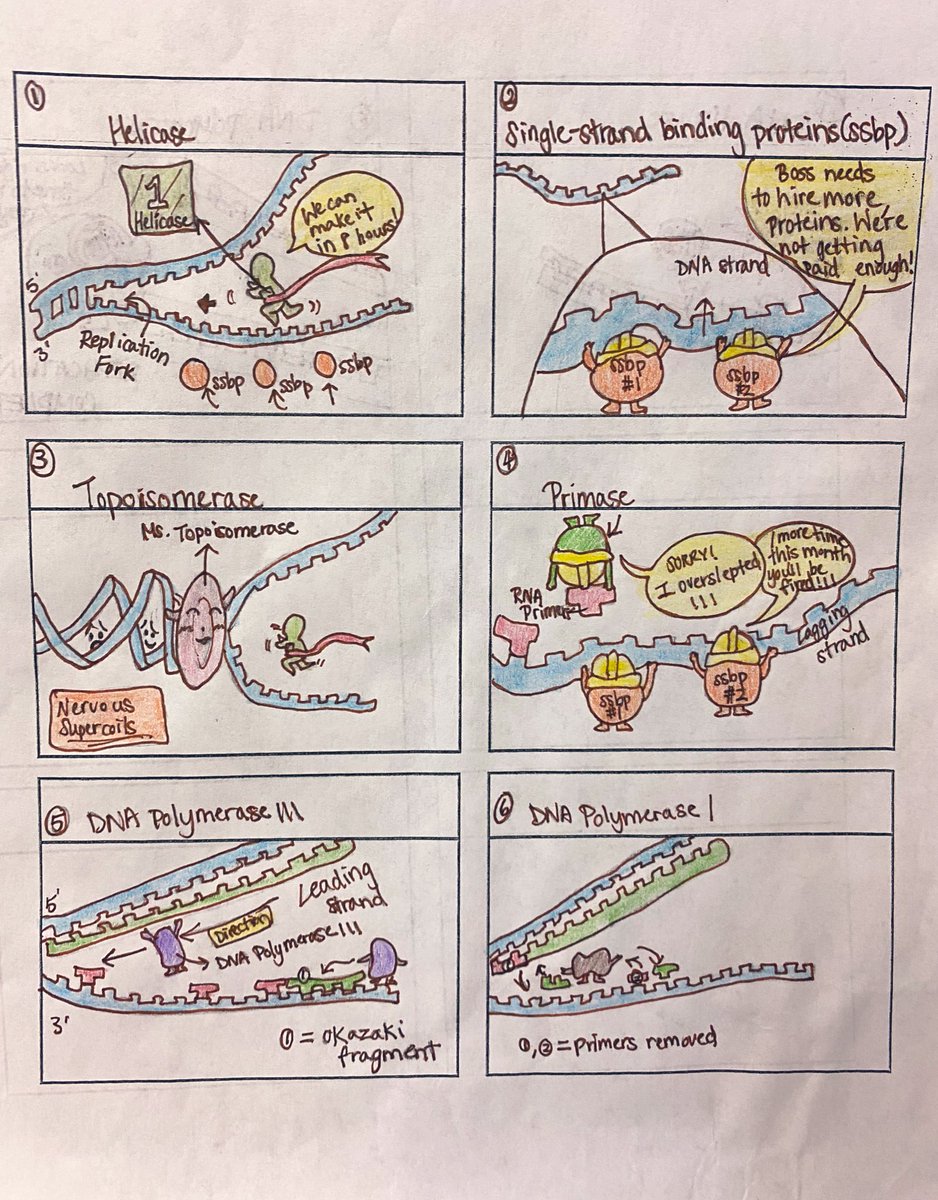 Protein Synthesis Comic Strip