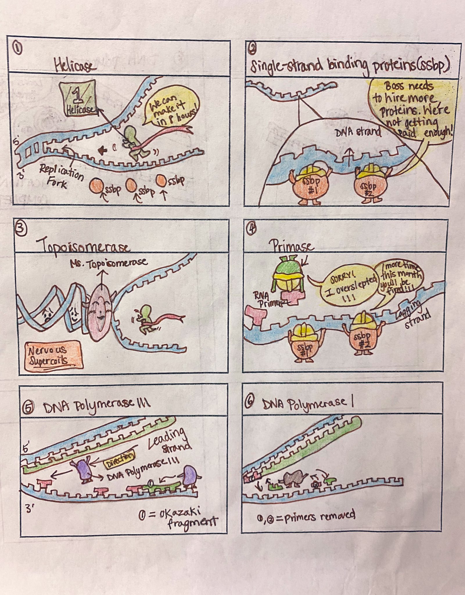 Protein Synthesis Cartoon Strip