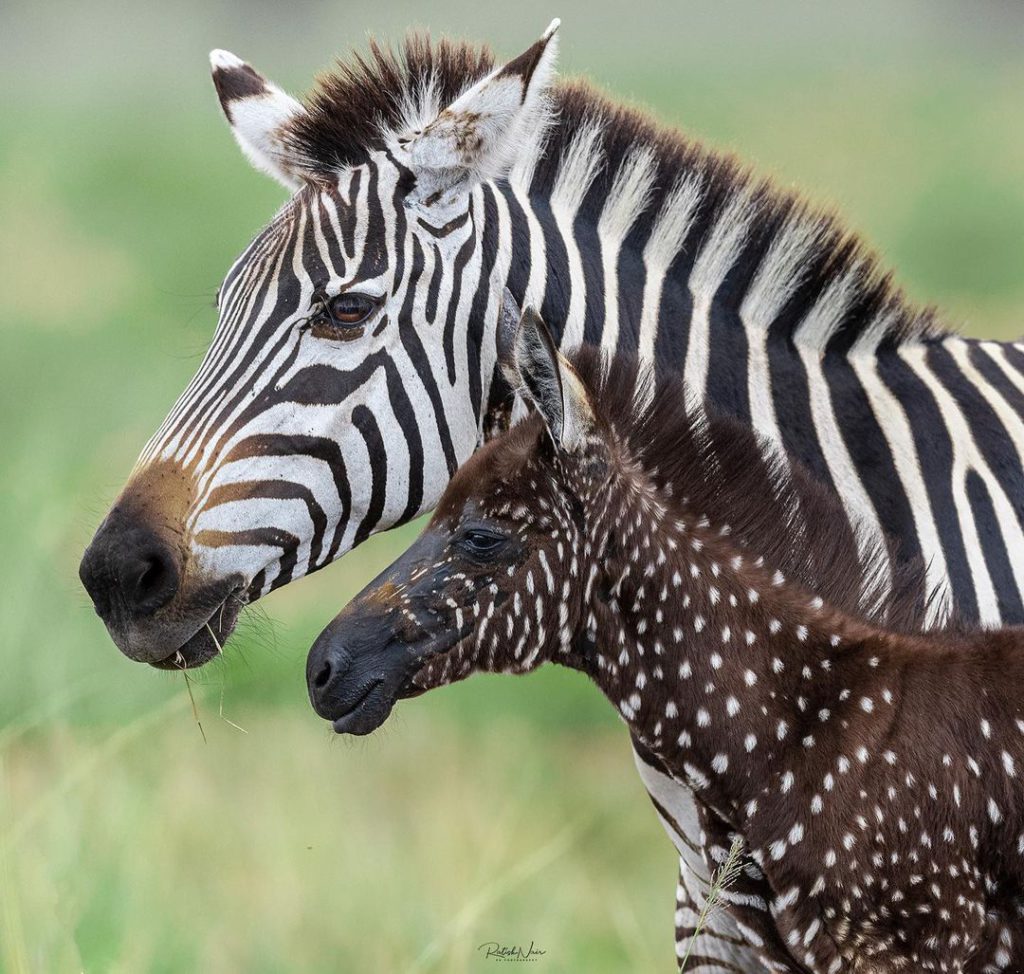 Leucistic Zebra
