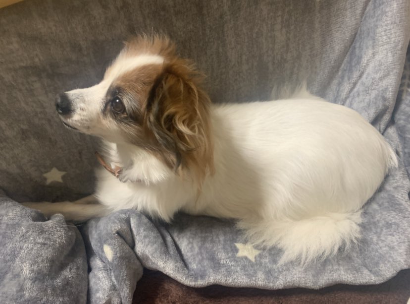 ヨン (@yon_go_yon_chan) | Twitter