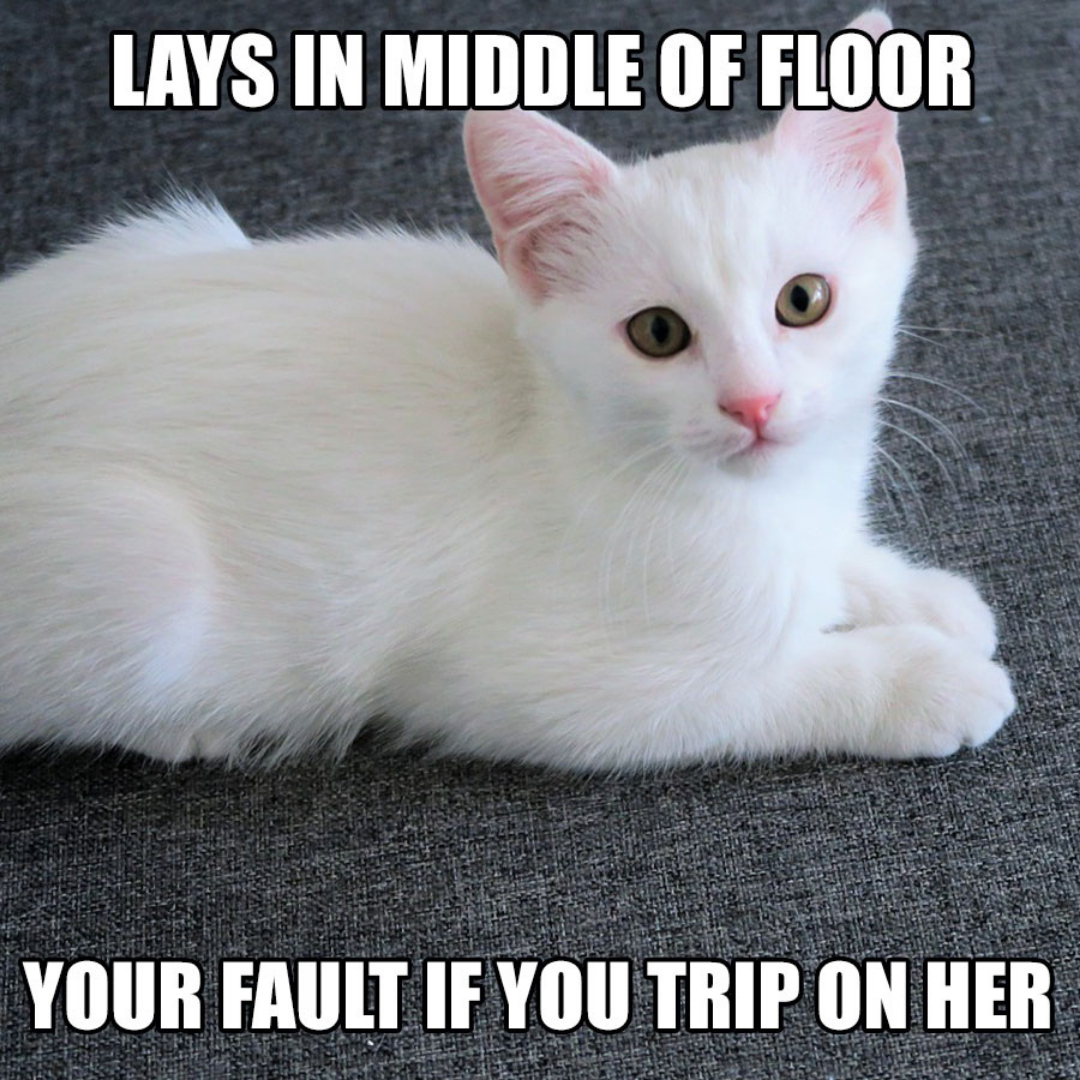 Flu Cat Meme