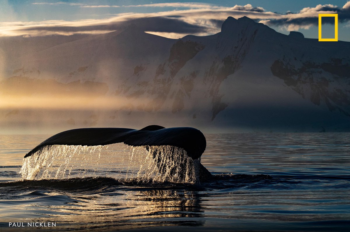 A humpback whale displays its fluke before diving in Antarctica's ...
