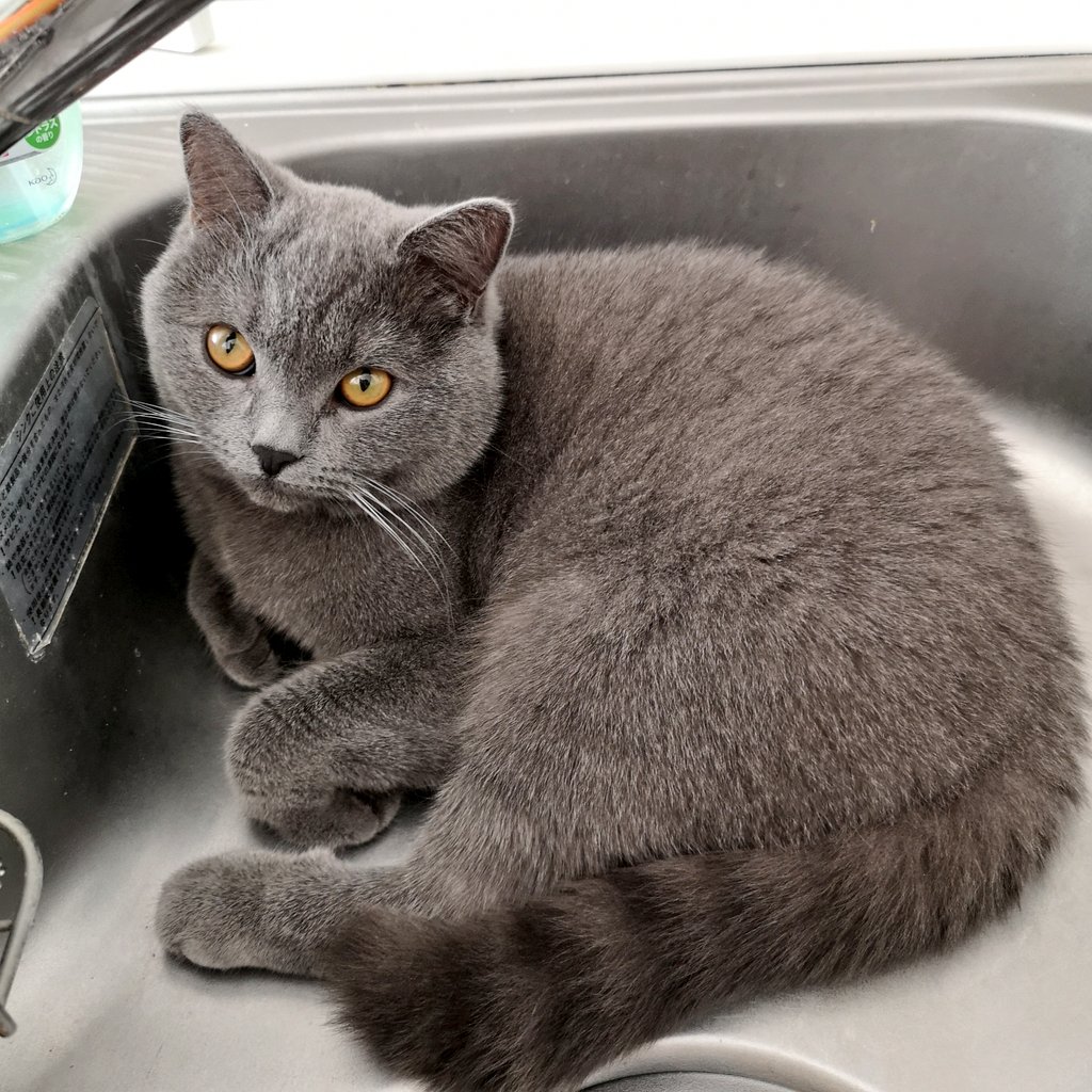 もこもこモコちゃん (@mokomoko_moco) | Twitter