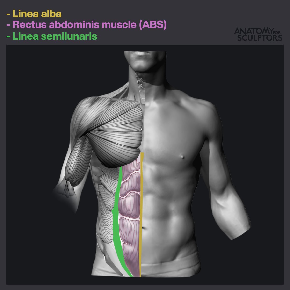 Linea Alba Abdomen