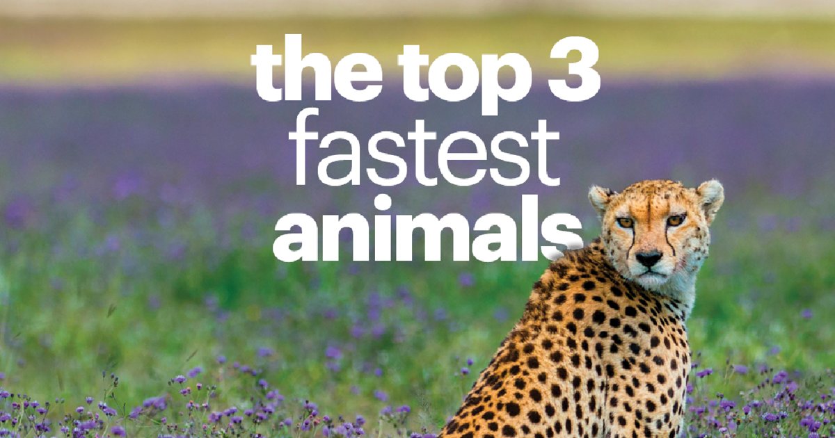 Fastest Animal In The World 2022