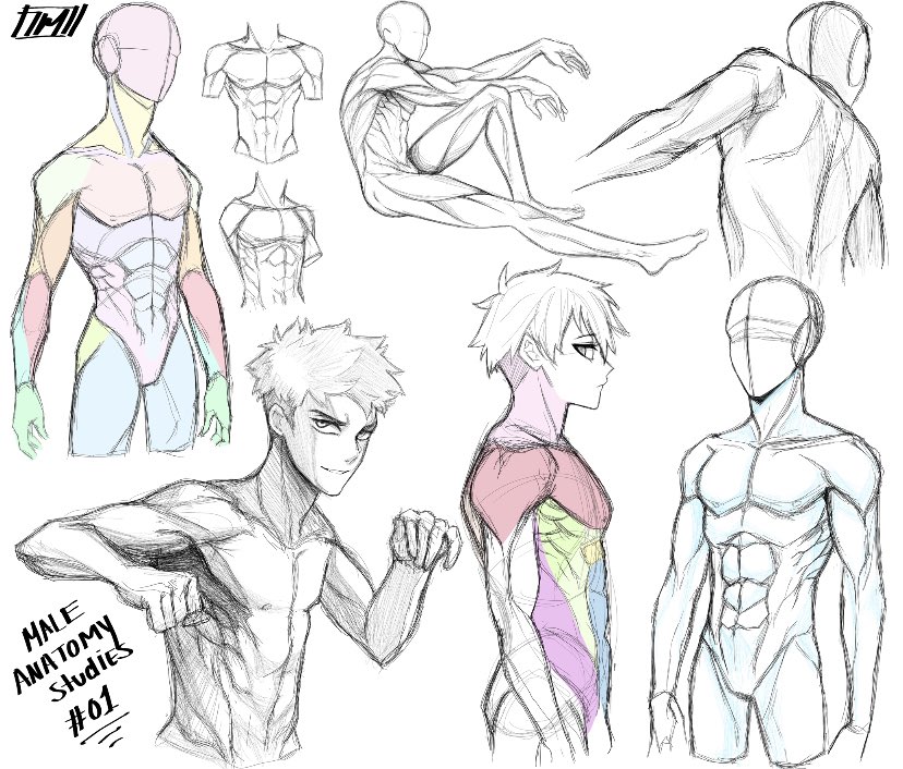 Male Anatomy Reference