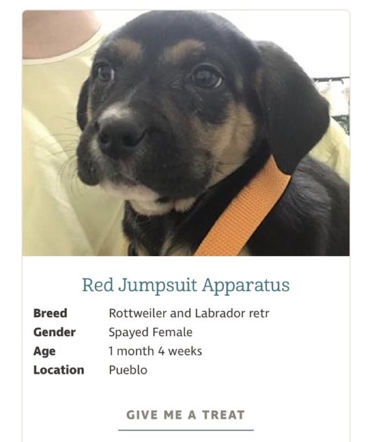 Petfinder Names On Twitter do You Think She s Going To The When We Were Young Fest Https t petfinder-names-on-twitter-do-you-think-she-s-going-to-the-when-we-were-young-fest-https-t
