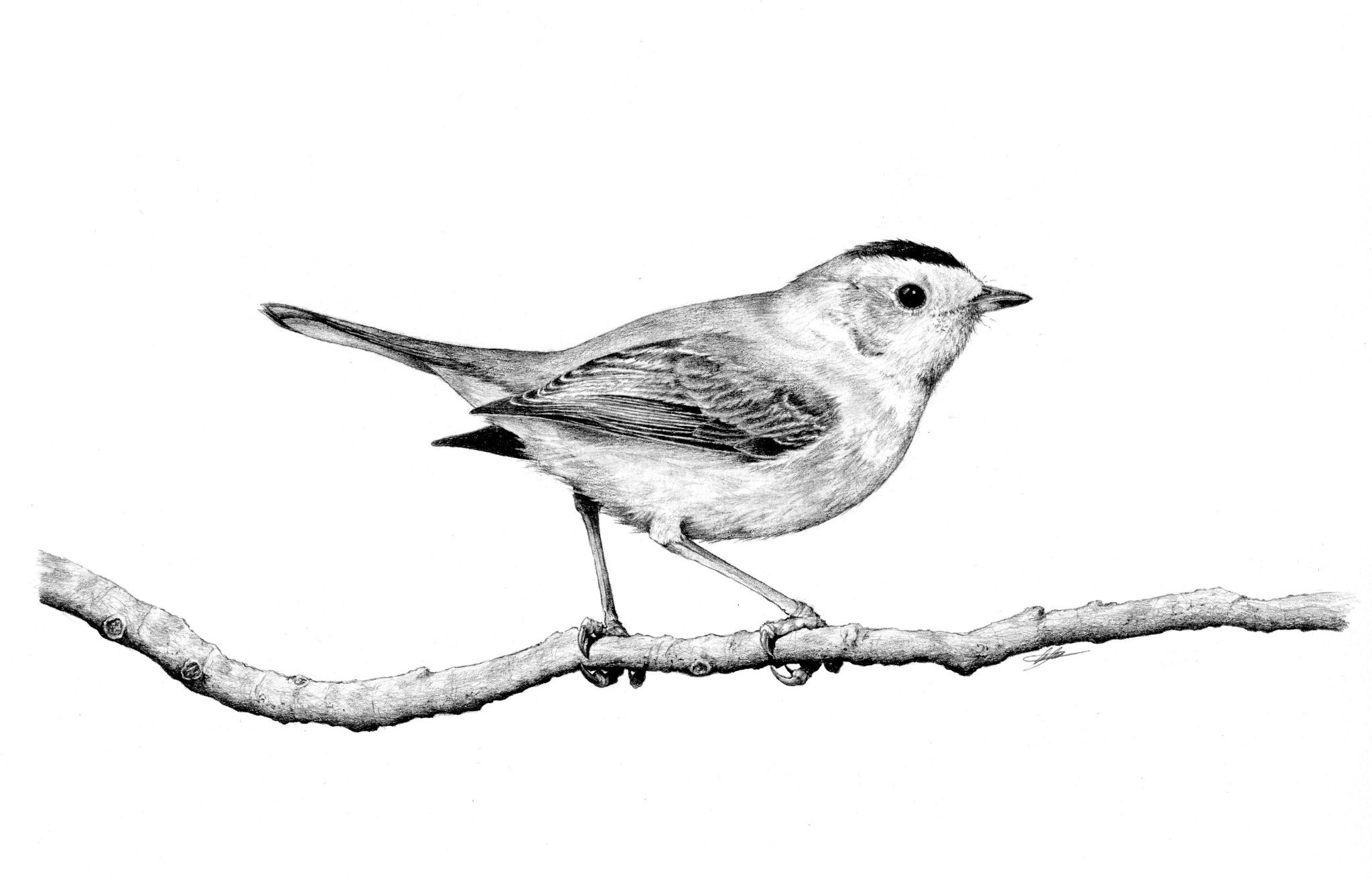 How To Draw Realistic Bird