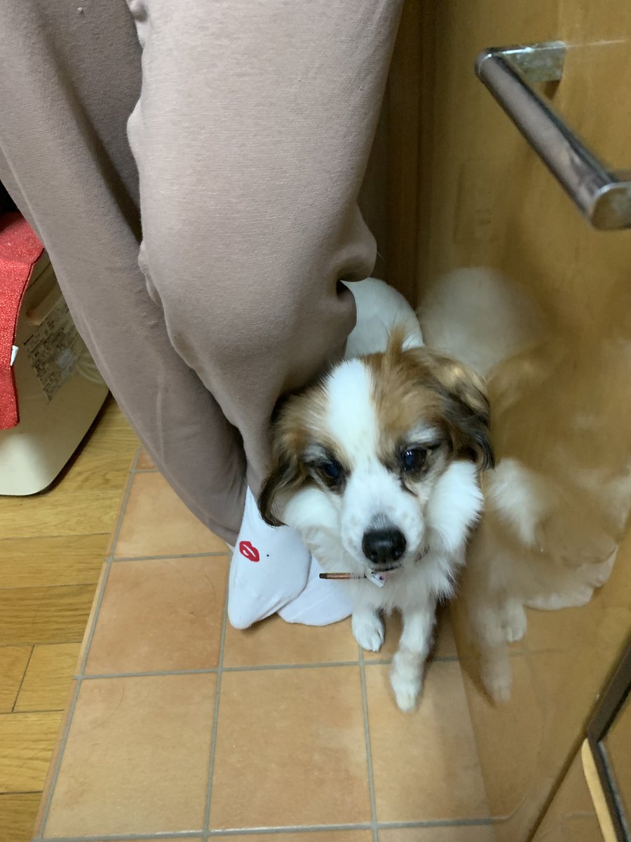 ヨン (@yon_go_yon_chan) | Twitter