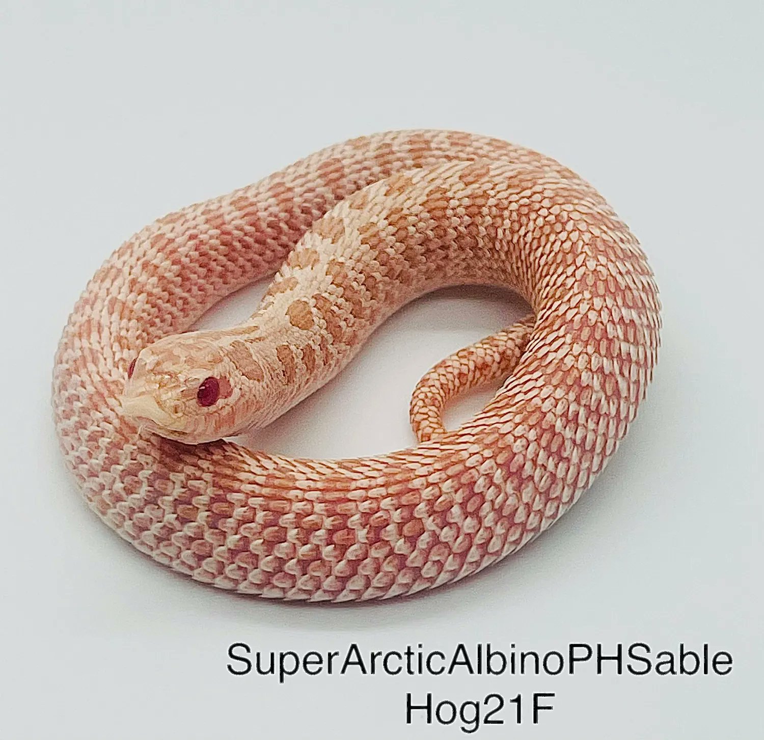 Western Hognose Snake Albino
