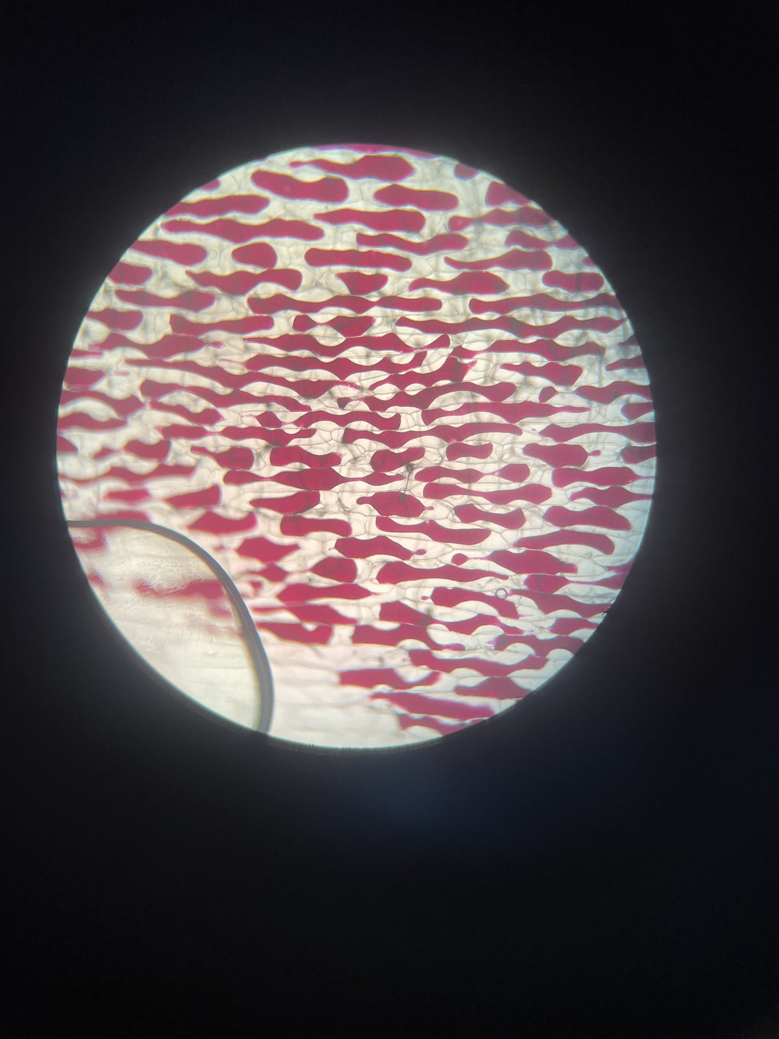Red Onion Cell