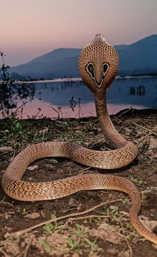 Flying Cobra Snake