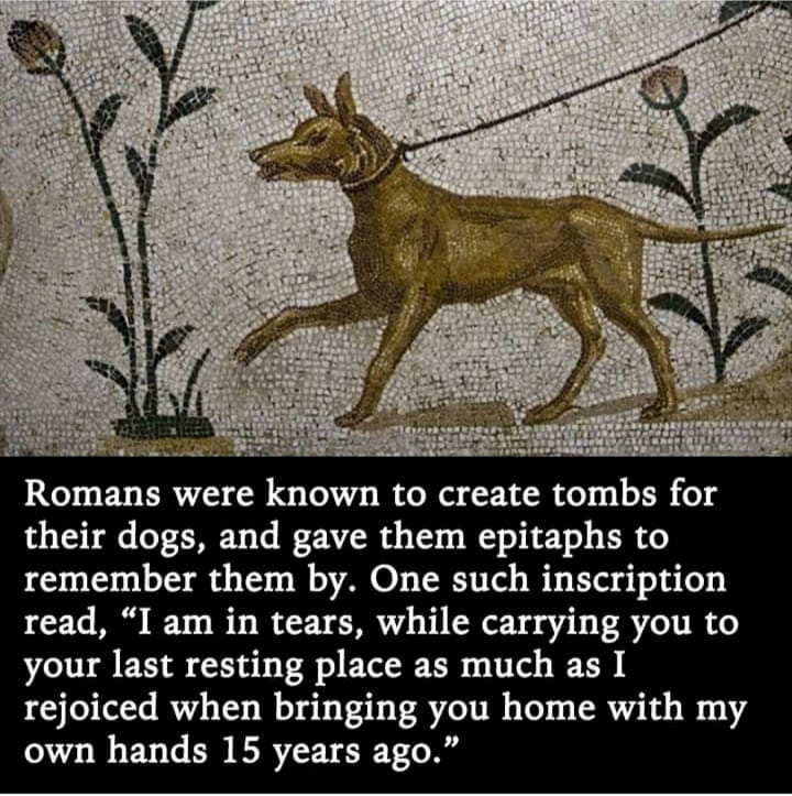 Did Romans Have Dogs As Pets