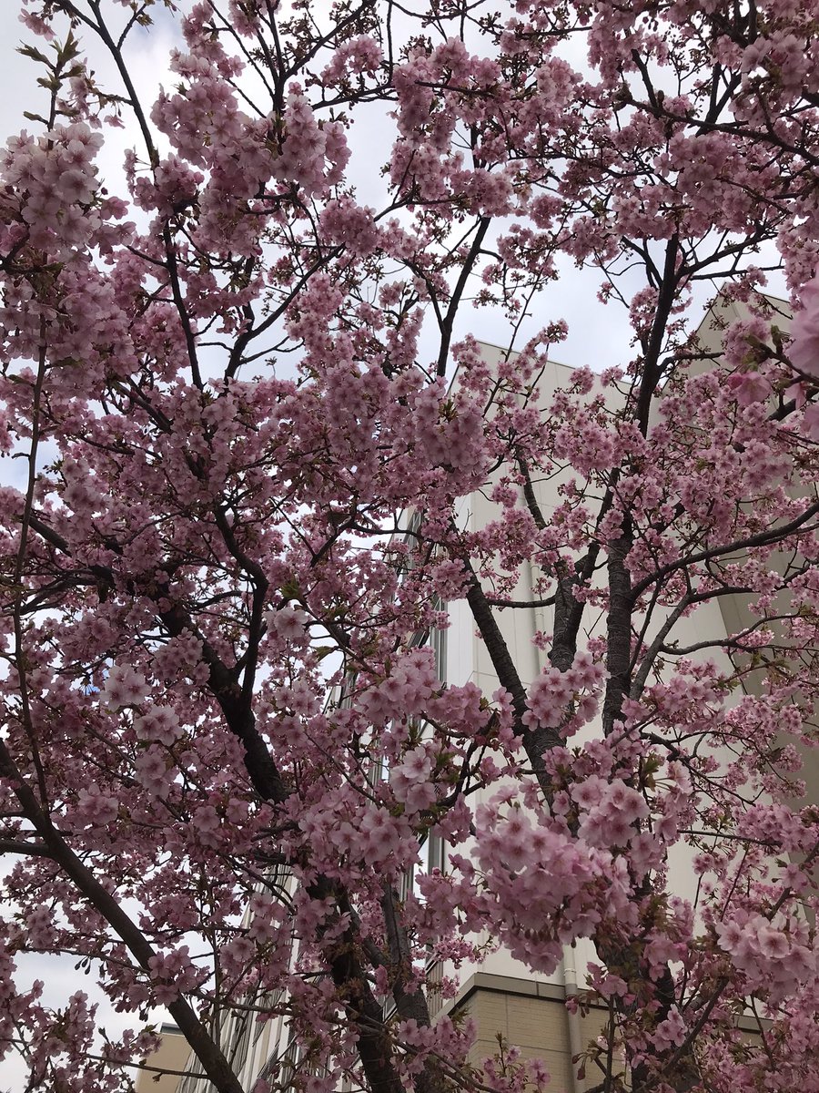 Naoki Maruyama (@Naoki_Maruyama9) | Twitter