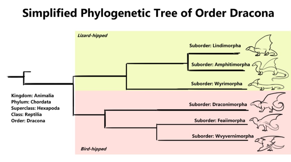 Phylogenetic Tree Of Kingdom Animalia