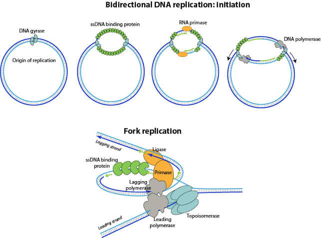 🔷انزيمات التضاعف في أوليات النواه 🔷 🔷 DNA Polymerases in Prokaryotes🔷 ️ ...