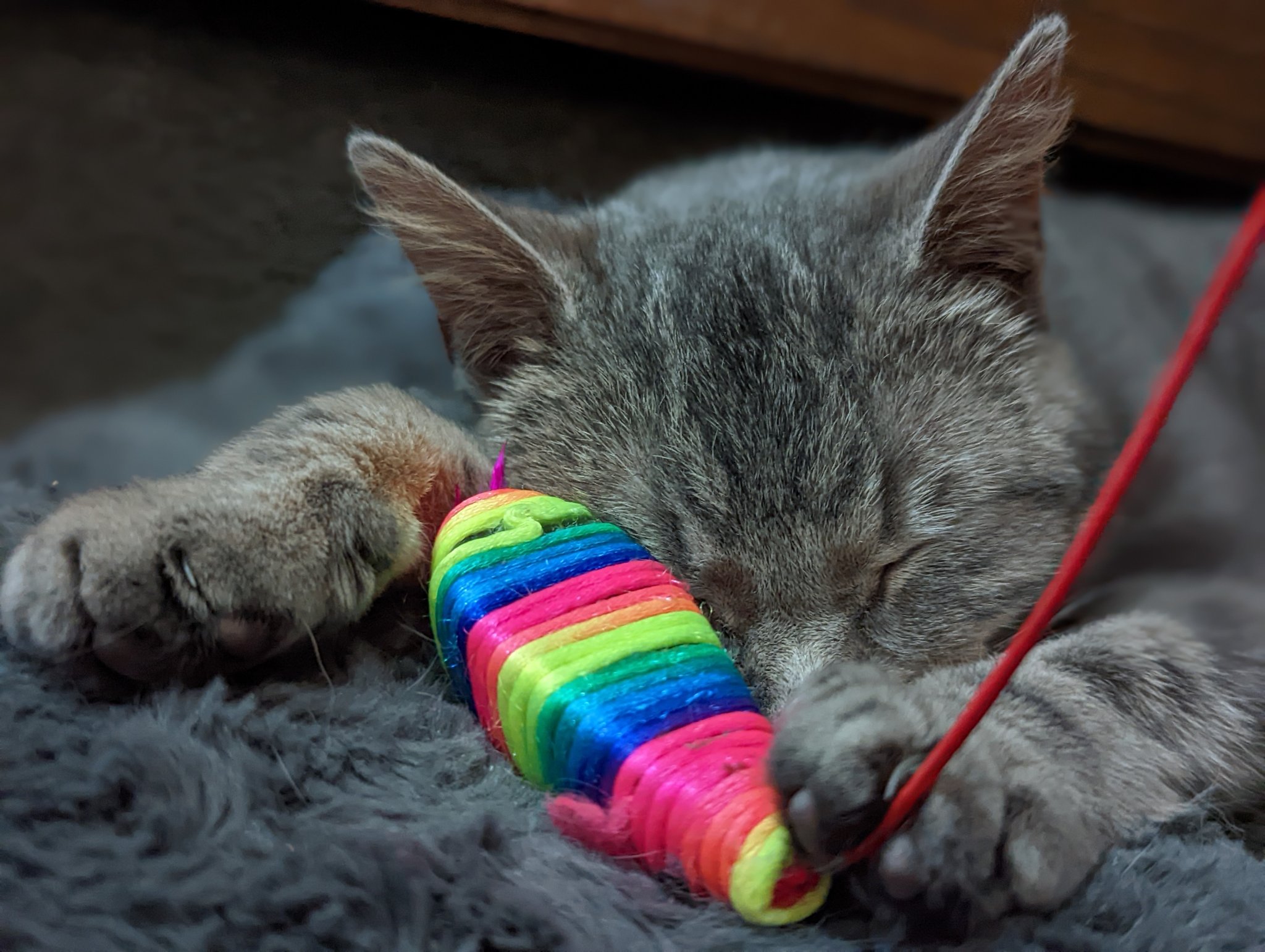 TW Pornstars - Charlie Cruise. Twitter. Update she's a house cat. 3:05 ...