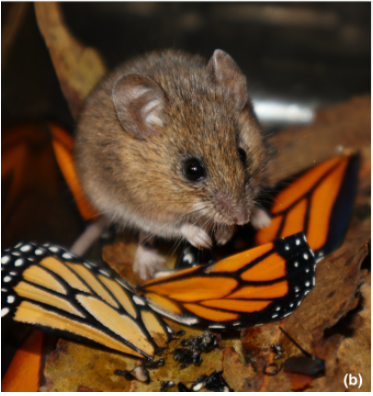 Monarch Butterfly Predators Butterflies Are In Decline. New Research