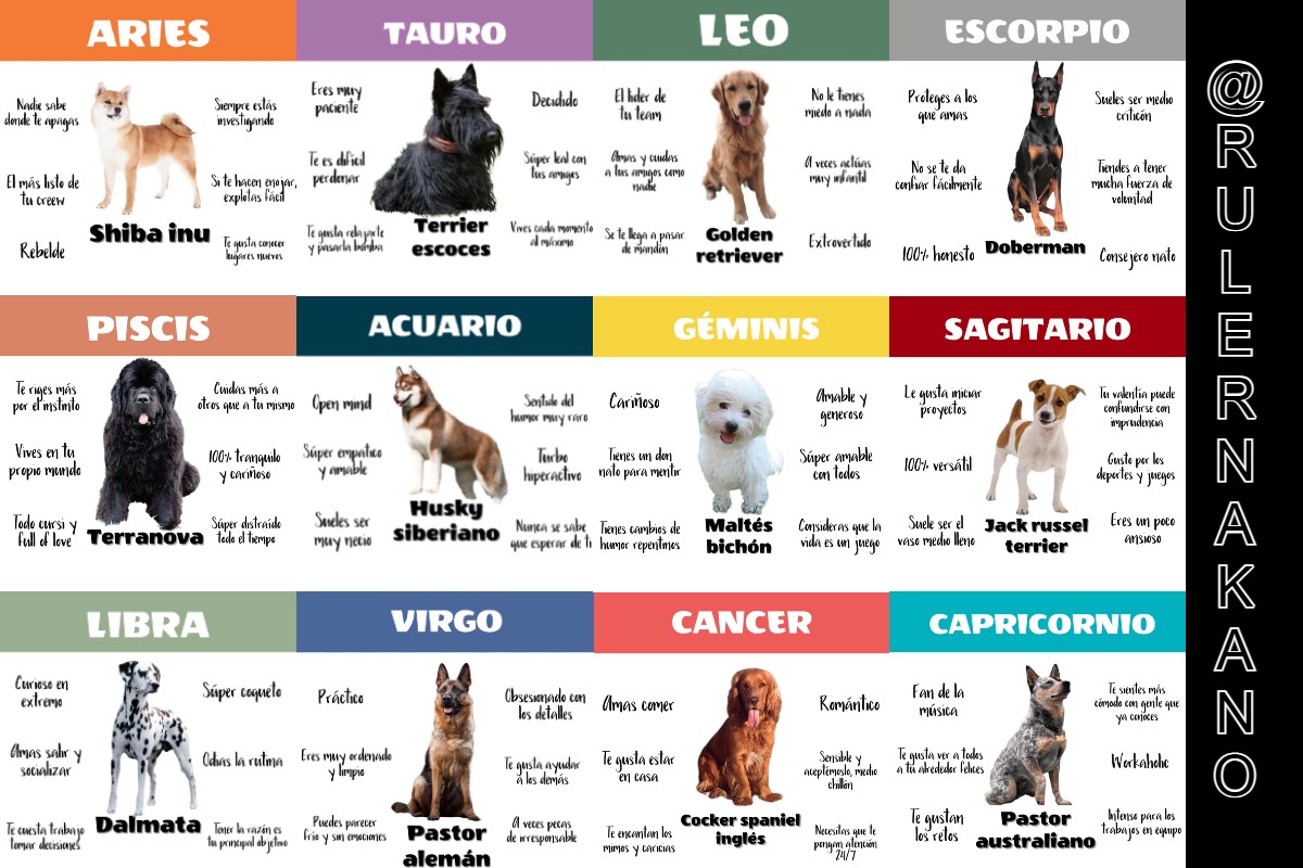 Que Raza De Perro Soy Segun Mi Signo Del Zodiaco