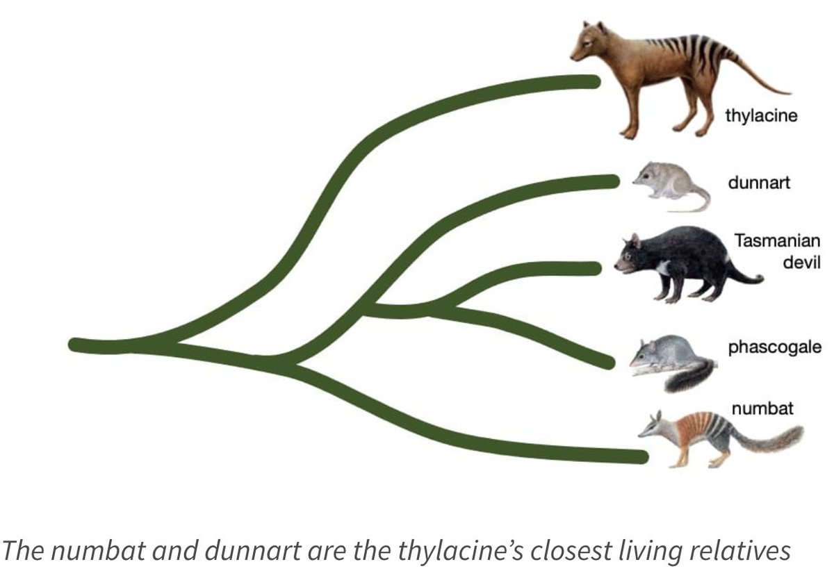 Convergent Evolution Marsupials And Placental Mammals