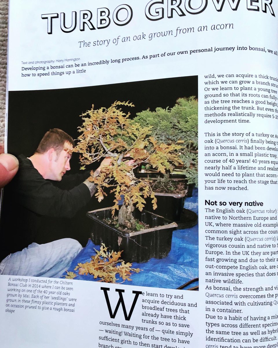 Oak Bonsai From Acorn