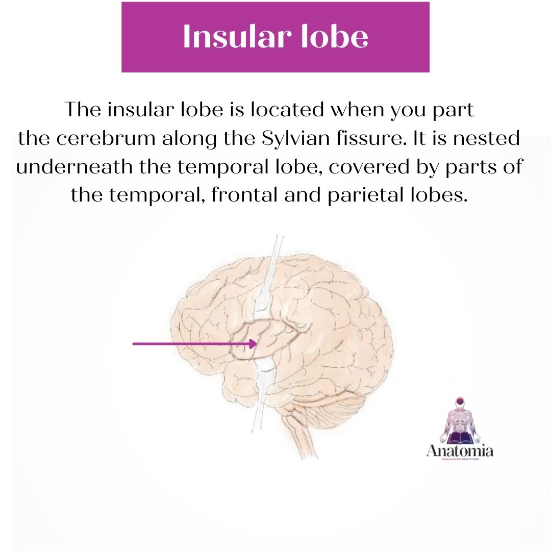 Anatomia on Twitter: "Insular lobe Major functions: taste perception, auditory perception, motor ...
