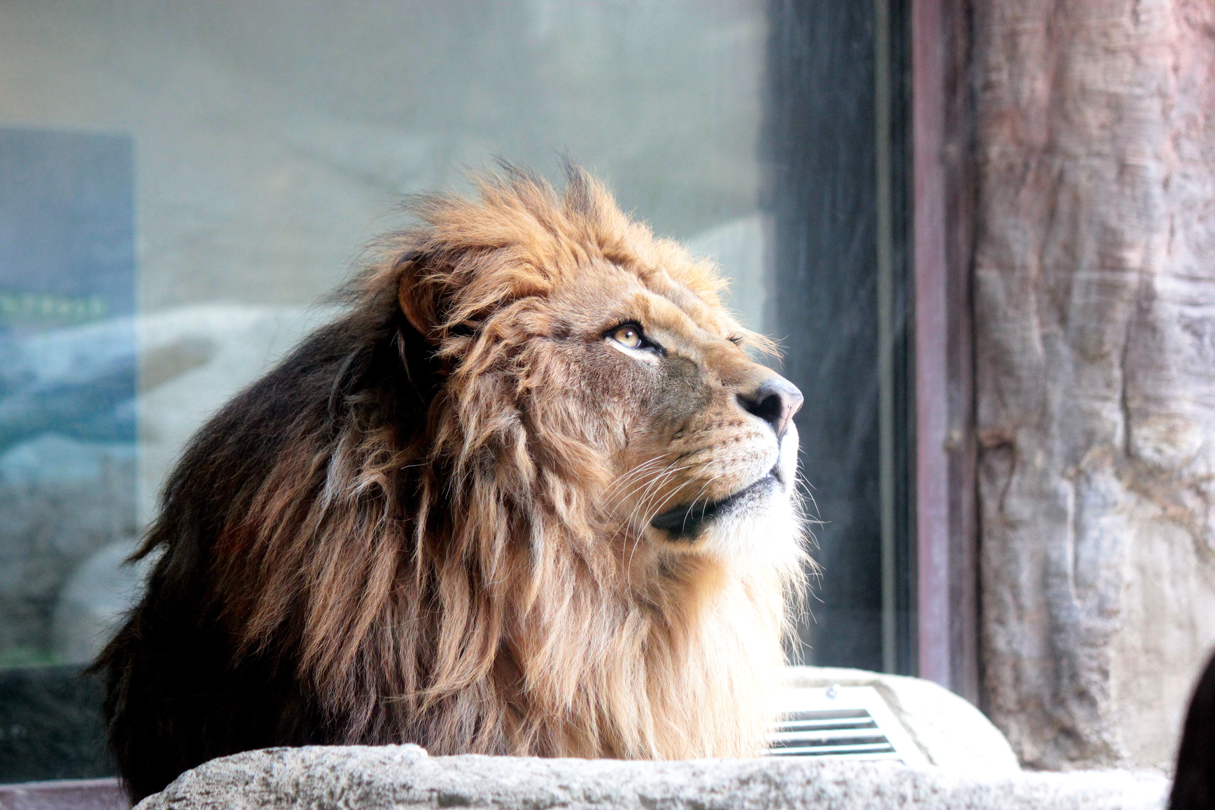 静岡市動物園協会【日本平動物園】 (@nhdzoo_szga) / Twitter