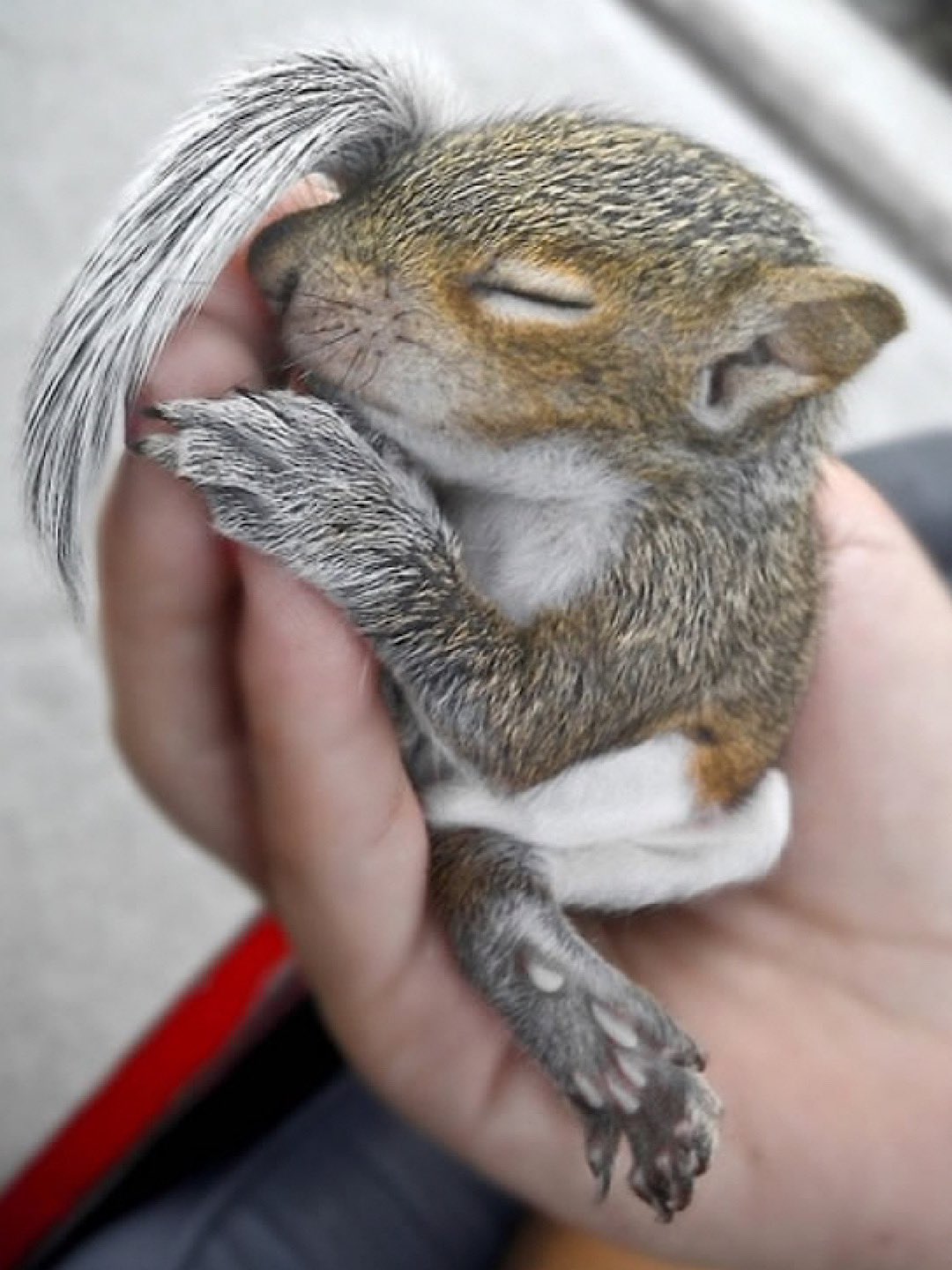 Cute Baby Squirrels