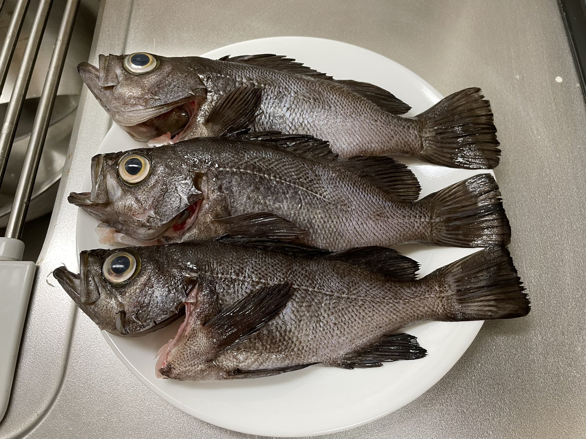 北陸釣りマン (@fisher_NT22) / Twitter