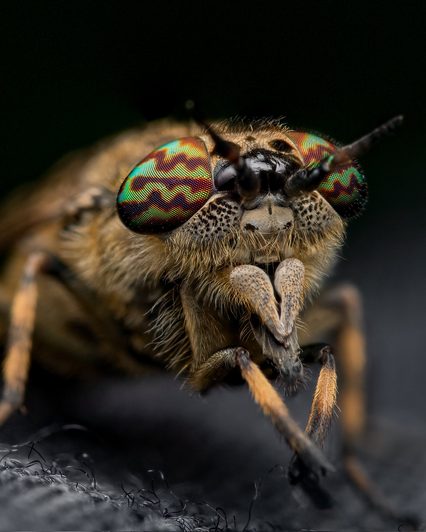 Spongebob Wormy Butterfly Face