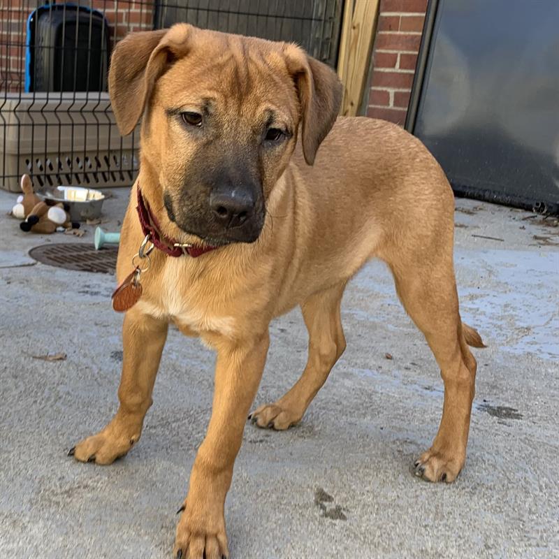 Lab Boxer Shepherd Mix